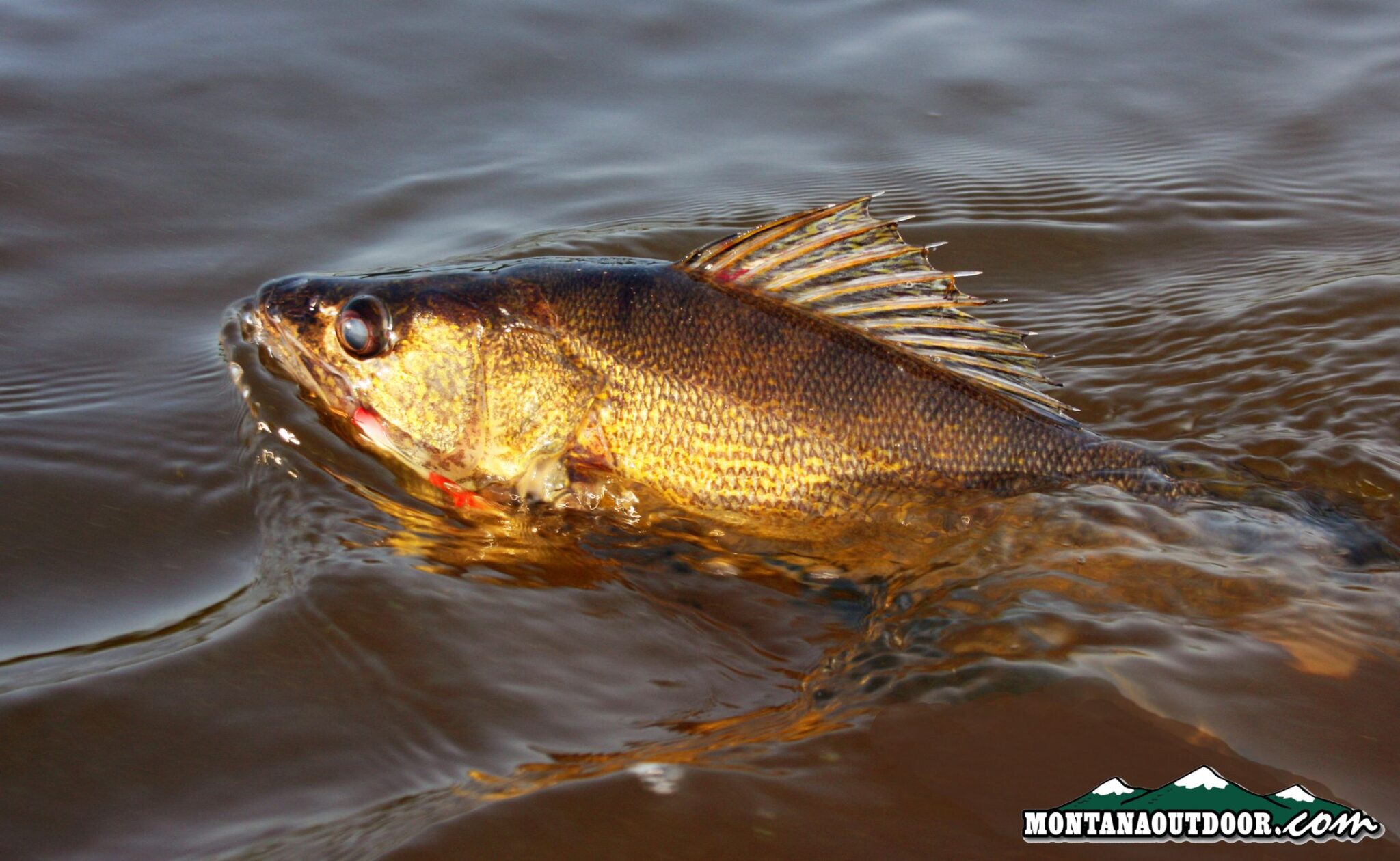 Fishing Reports Montana – Montana Outdoor