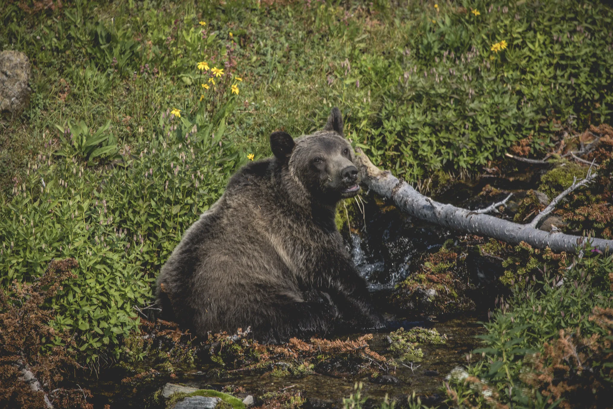 Hiker Injured by Grizzly Bear at Glacier National Park